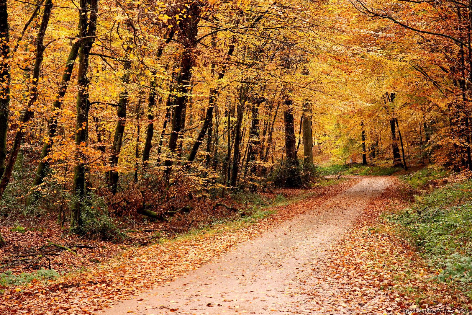 GUMS Annecy » l’automne est là en montagne